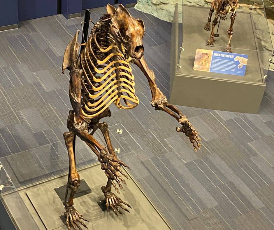 Boonshoft Museum of Discovery Review - The Traveling Elms