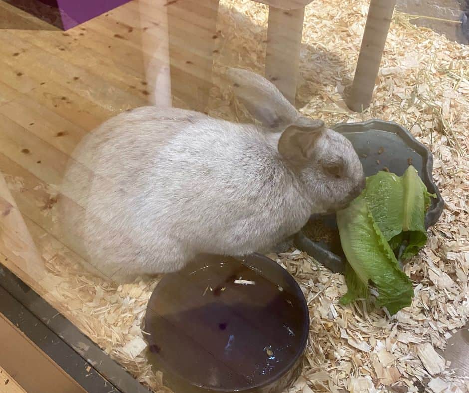 Boonshoft Museum of Discovery Review - The Traveling Elms